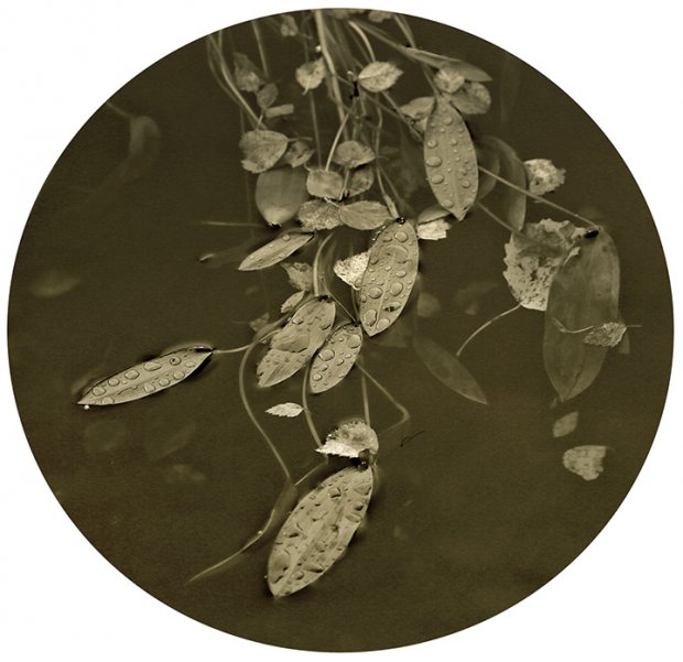 Cornucopia Magazine Eye on Nature