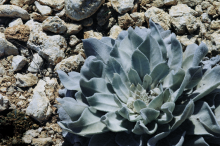 Cornucopia Magazine Martyn Rix