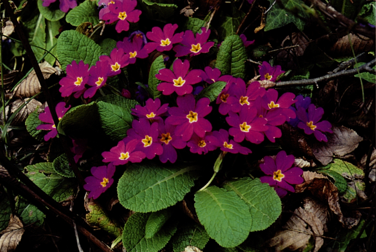 Cornucopia Magazine The Primrose Path