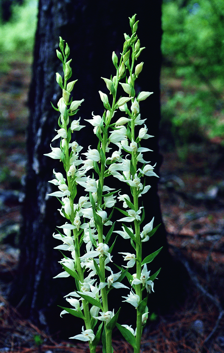 Cornucopia Magazine The Orchid Hunters