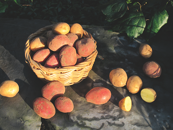 Cornucopia Magazine Earthly Delights: the Humble Potato