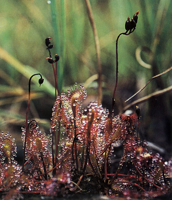 Cornucopia Magazine Battle for the Bogs